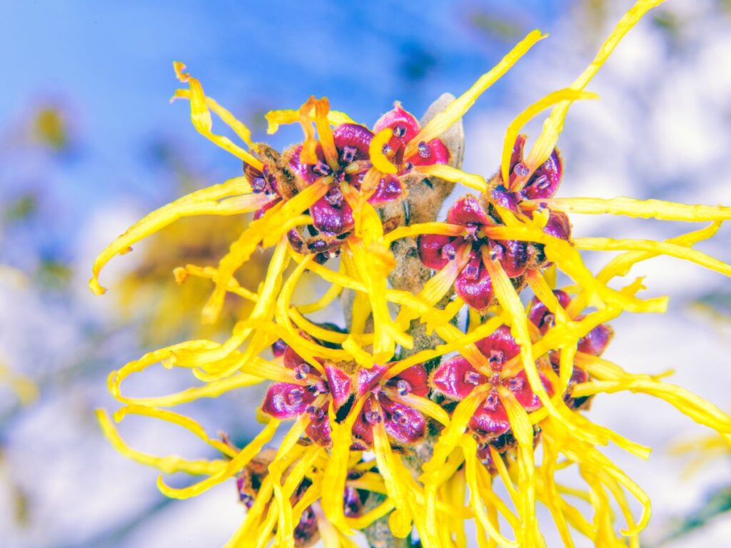 Witch Hazel: The Natural Skincare Hack You Need to Try - Cleo Madison